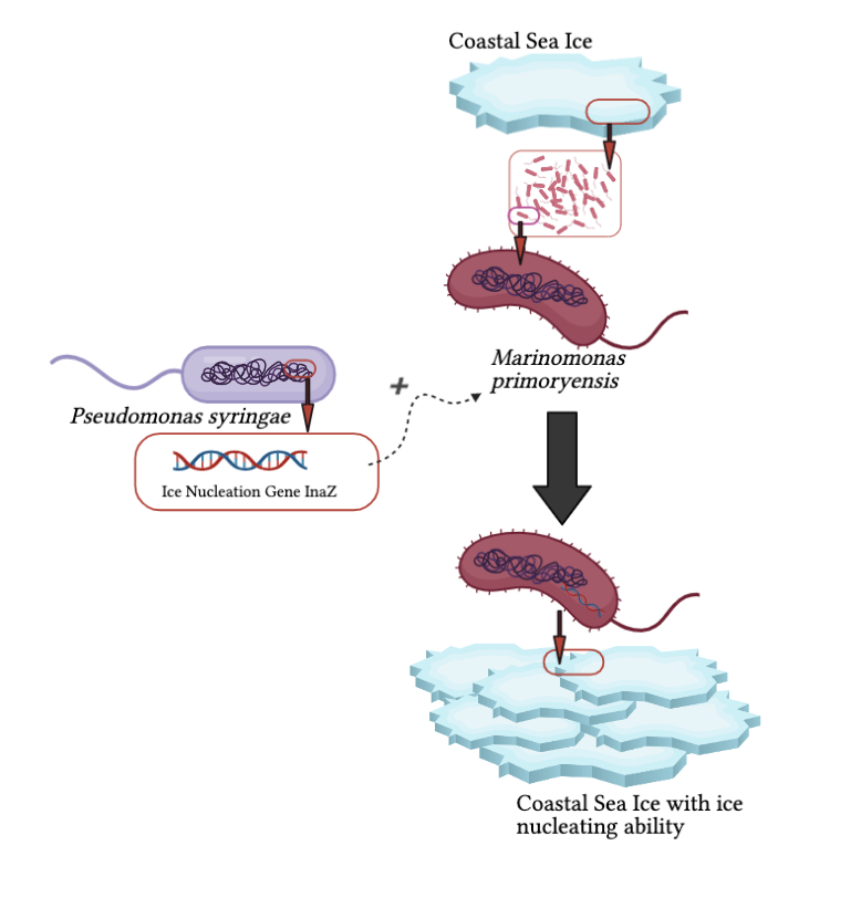 Ice nucleation proteins – a synthetic pathway to alleviate ice loss